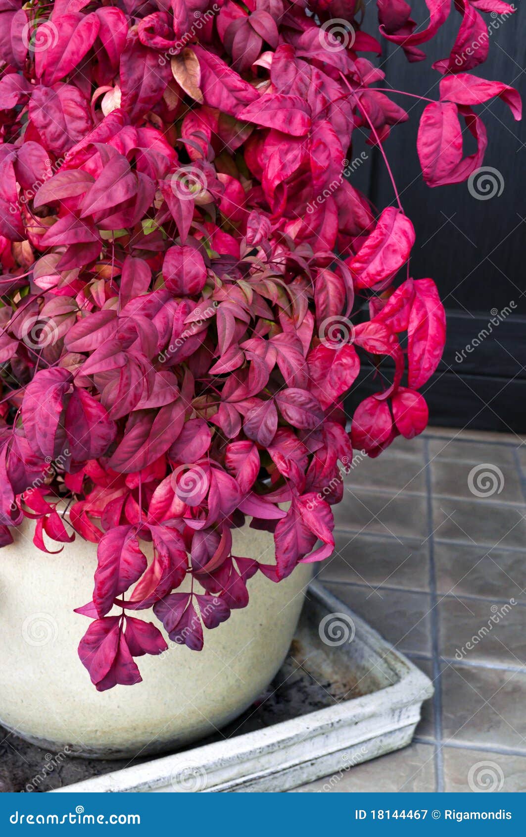 Decoration Plant stock image. Image of floral, decoration - 18144467