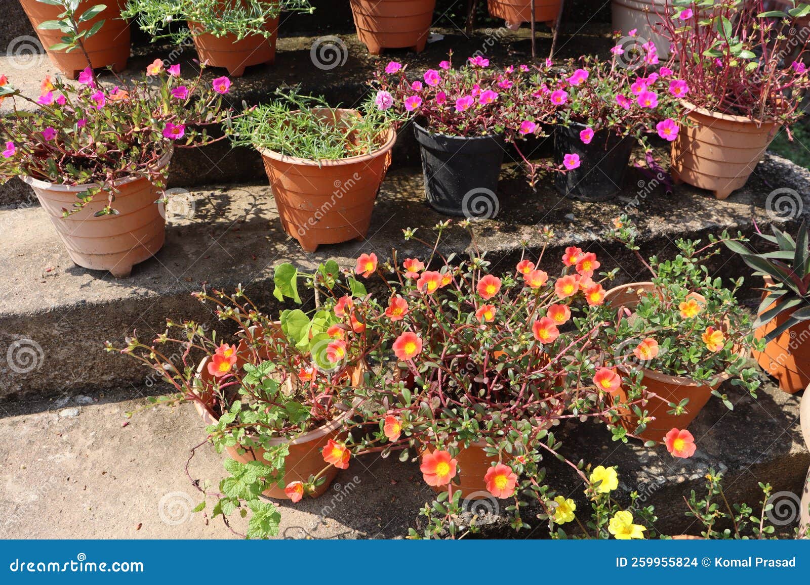 Decoration Plant As a Show Plant Stock Photo - Image of build, industry ...