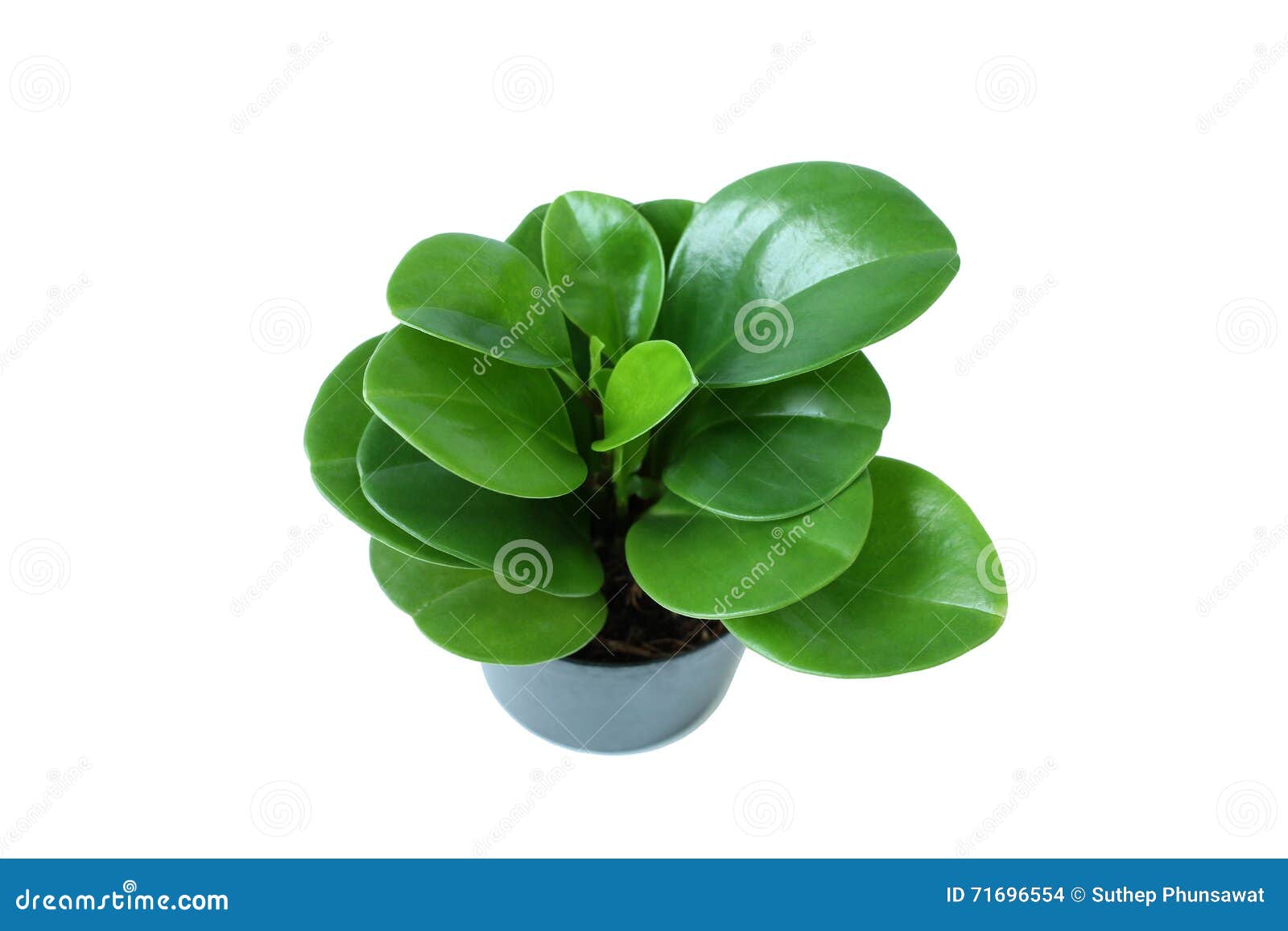 Decoration Plant on Pot Isolated Stock Photo - Image of activity ...