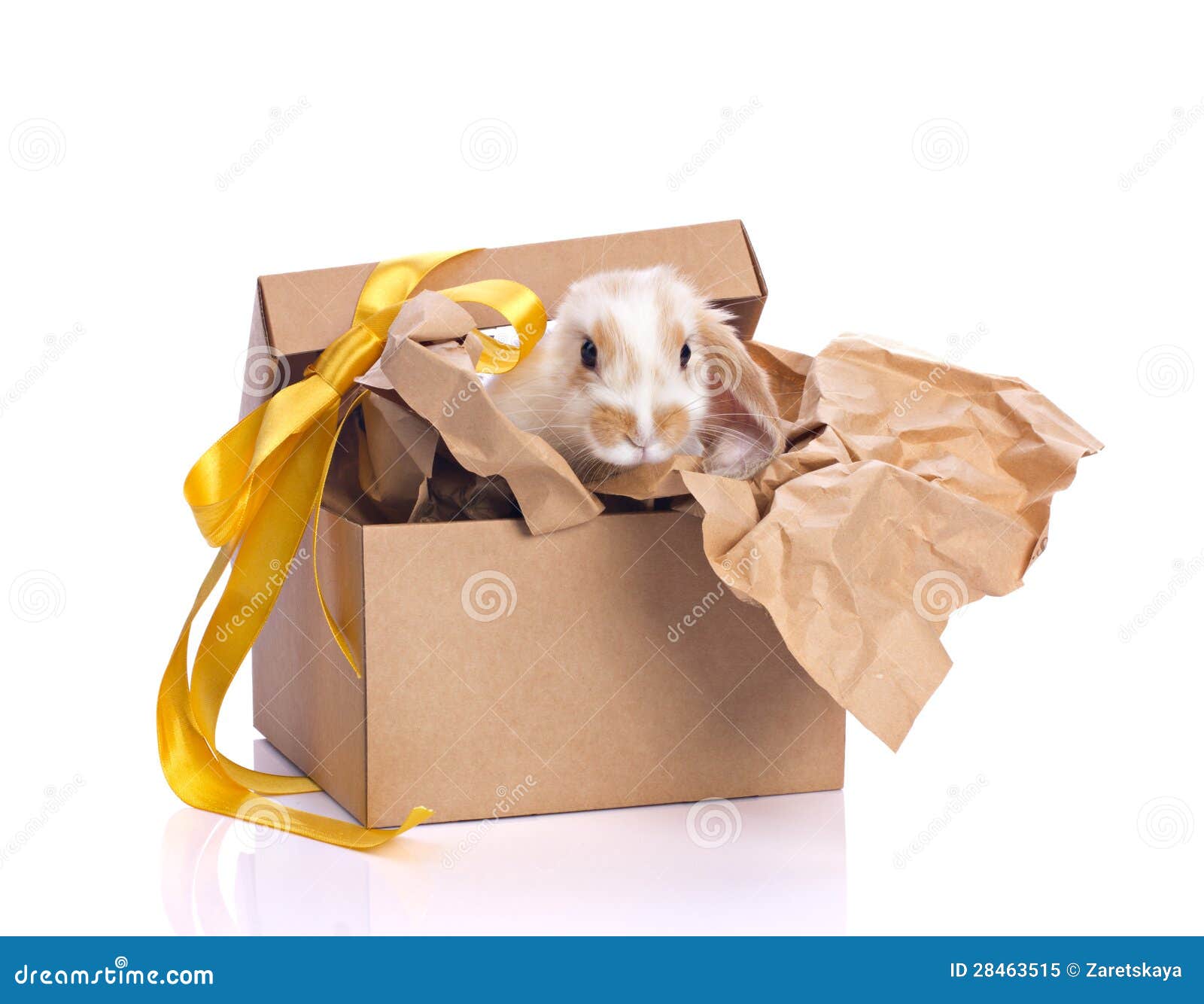 Decoration Rabbit in Box Set Stock Image - Image of feline, lovely ...
