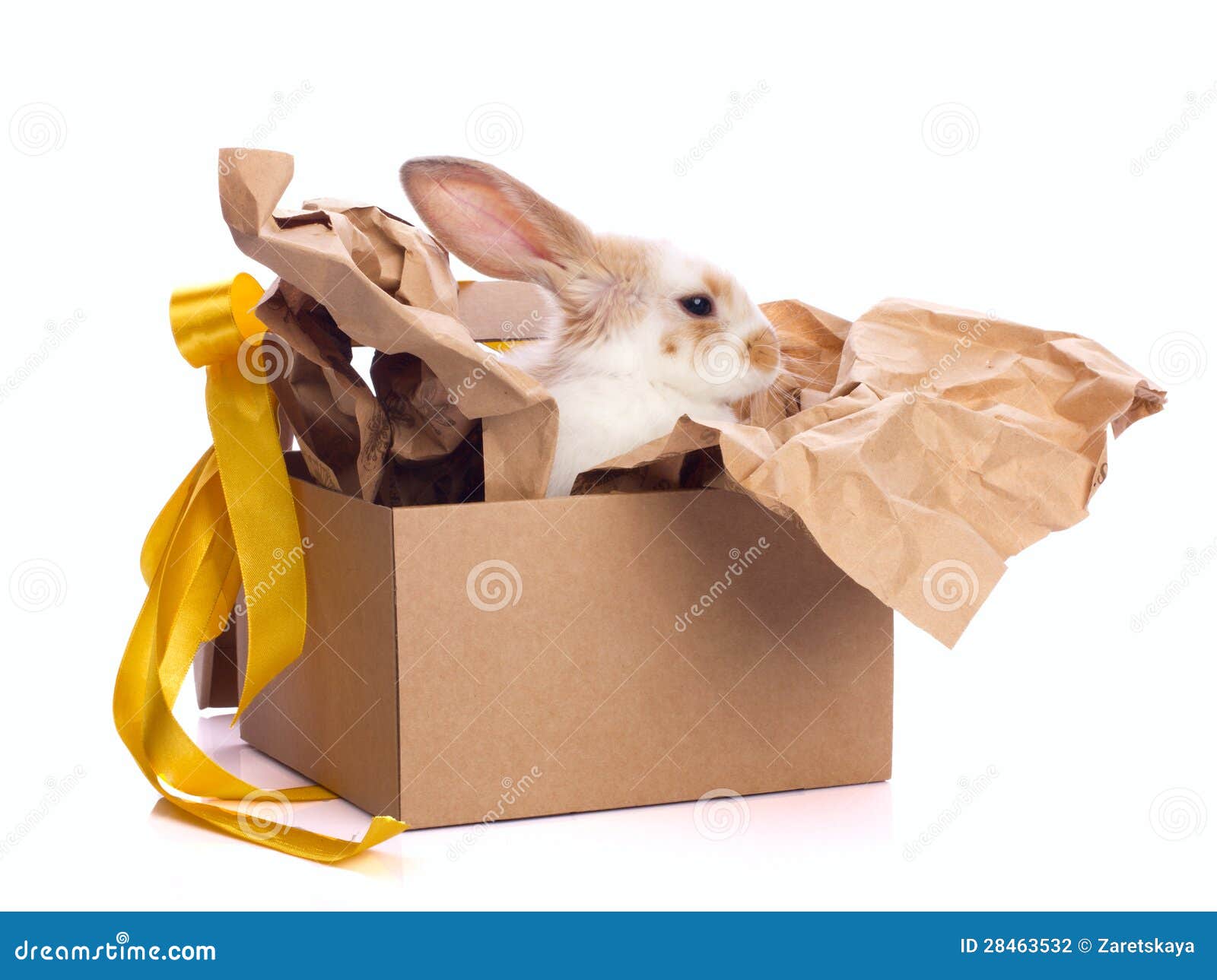 Decoration Rabbit in Box Set Stock Photo - Image of gift, happy: 28463532