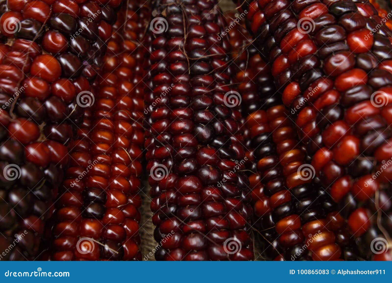 Red corn cob, closeup stock image. Image of decoration - 100865083