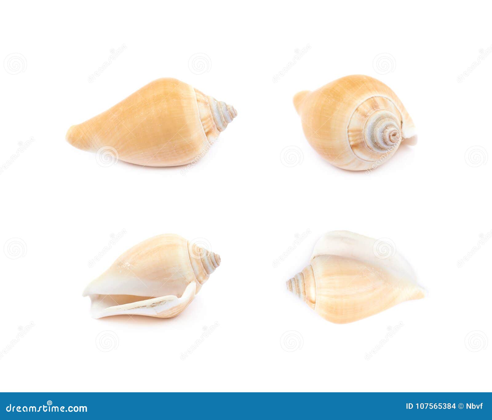 Sea shell isolated stock photo. Image of isolated, oceanic - 107565384
