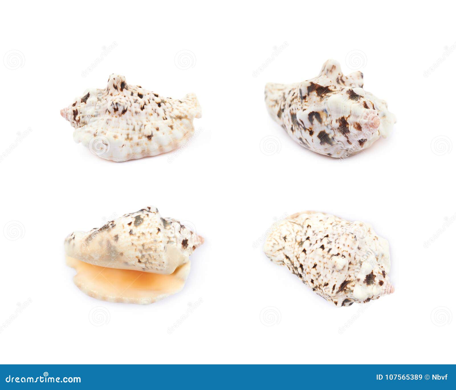 Sea shell isolated stock image. Image of isolated, macro - 107565389
