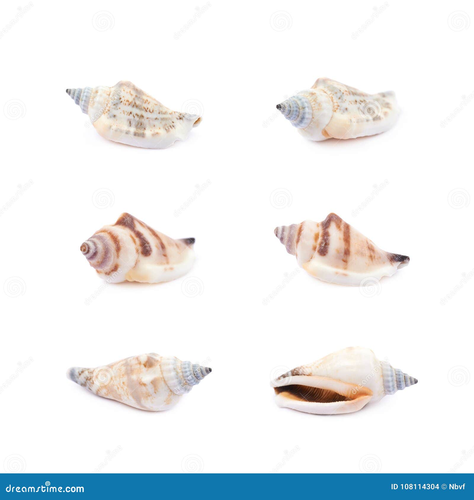 Sea shell isolated stock photo. Image of studio, empty - 108114304