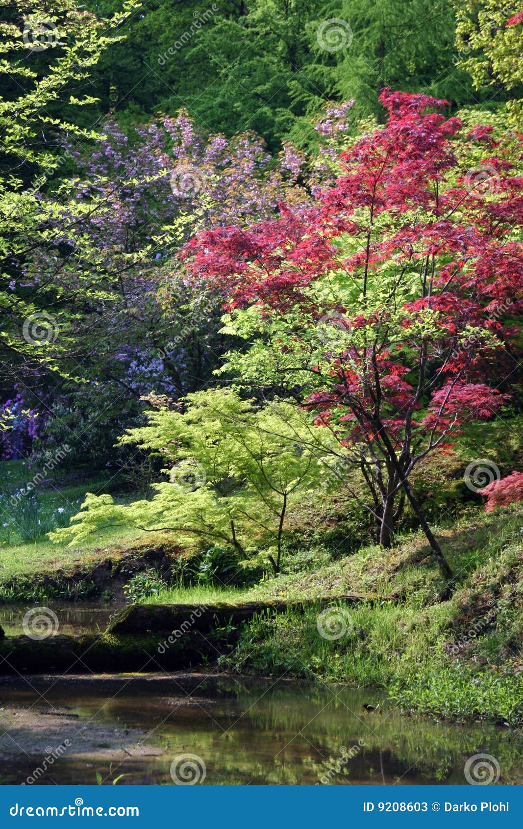 Decorative acer tree stock image. Image of flowers, water - 9208603