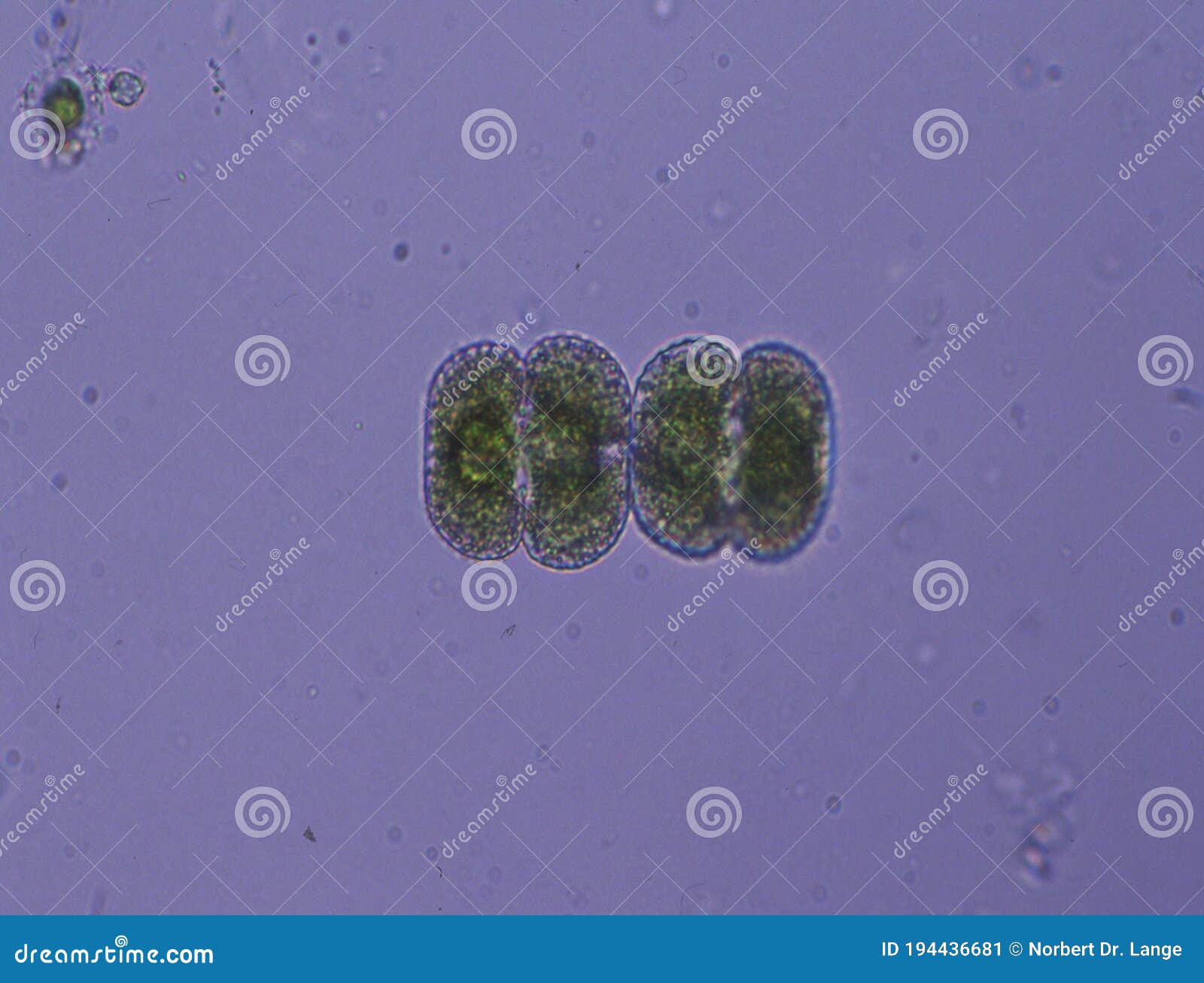 Decorative Algae in Division Stock Image - Image of akologie ...