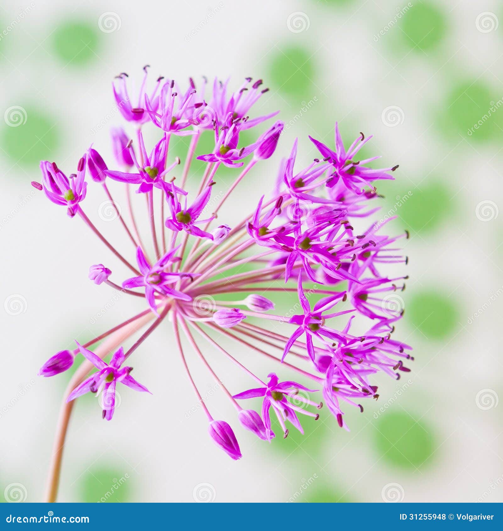 Decorative Allium Flower on Abstract Background Stock Photo - Image of ...