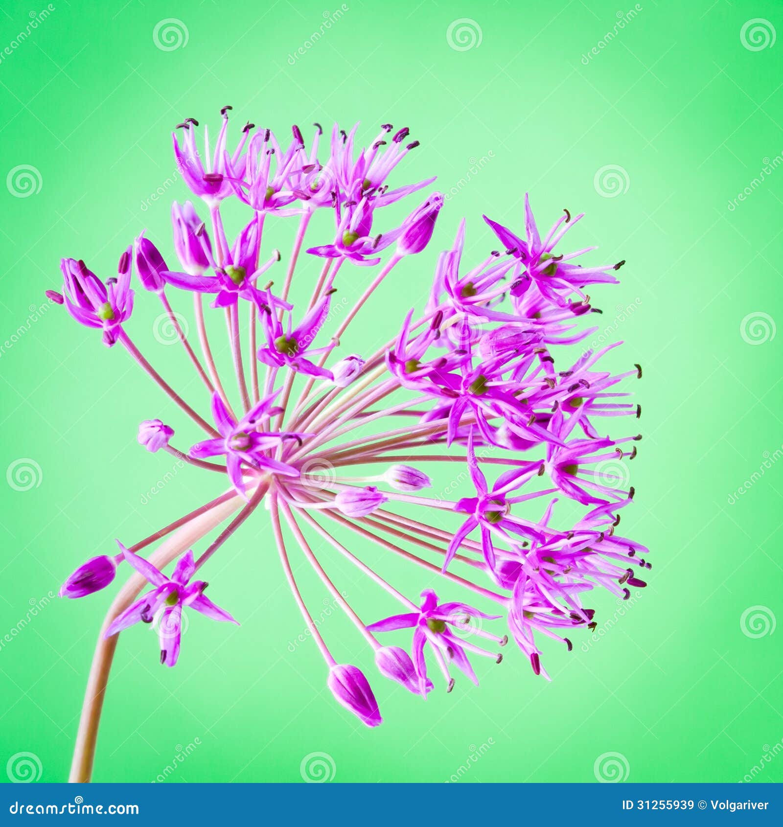 Decorative Allium Flower on Abstract Bright Background Stock Image ...