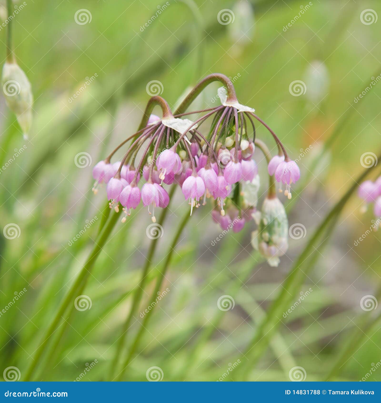 Decorative allium plants stock photo. Image of magenta - 14831788