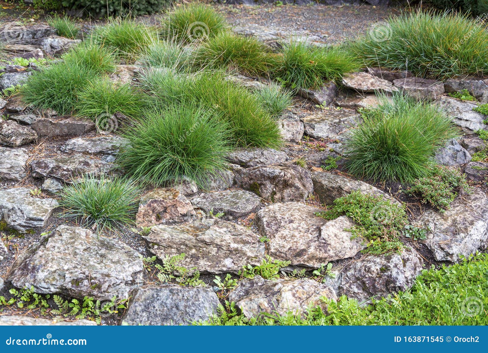 Decorative Alpine Slide in the Garden Stock Image - Image of beauty ...