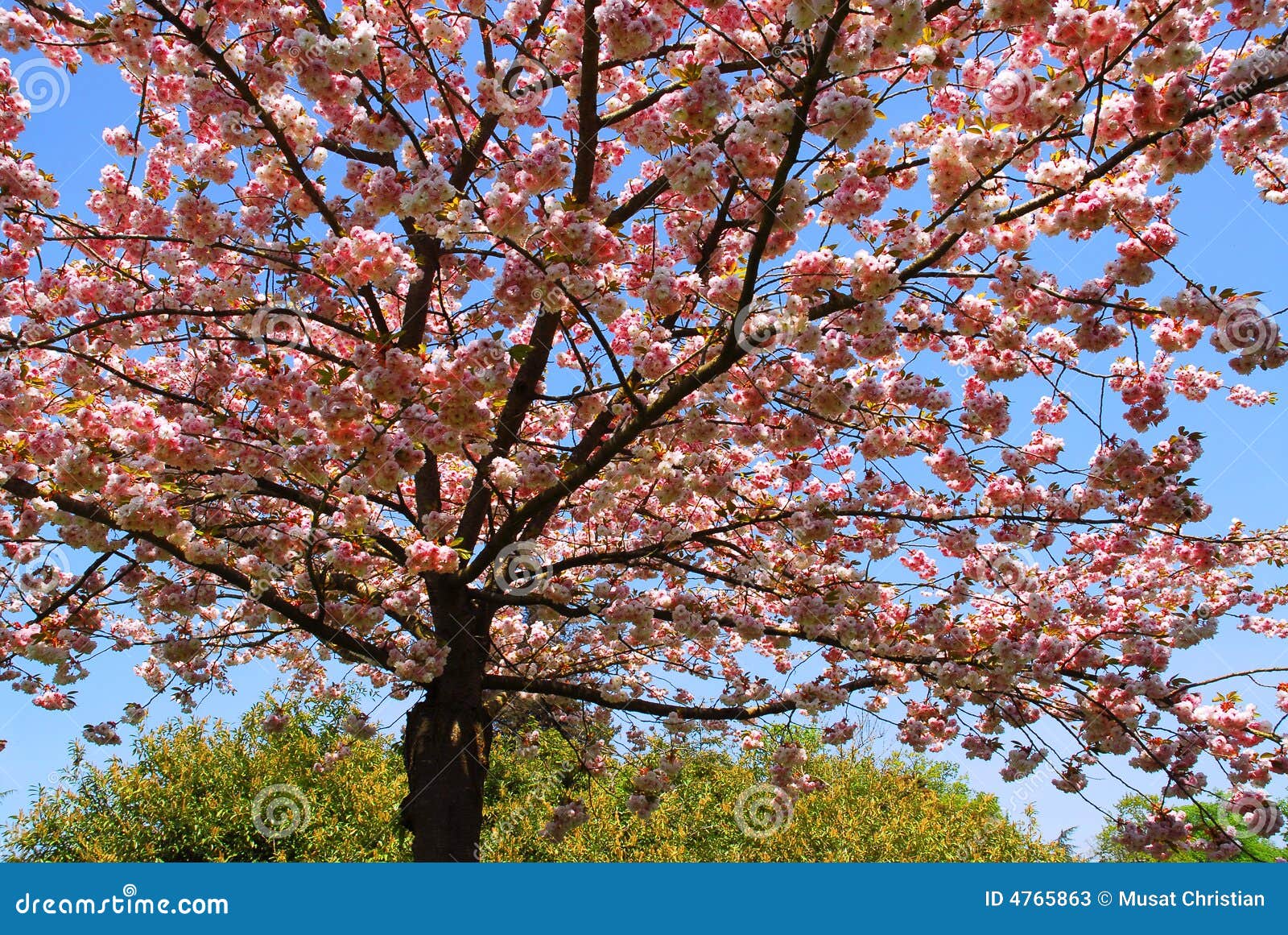 Decorative Apple Tree in Bloom Stock Image - Image of season, bloom ...