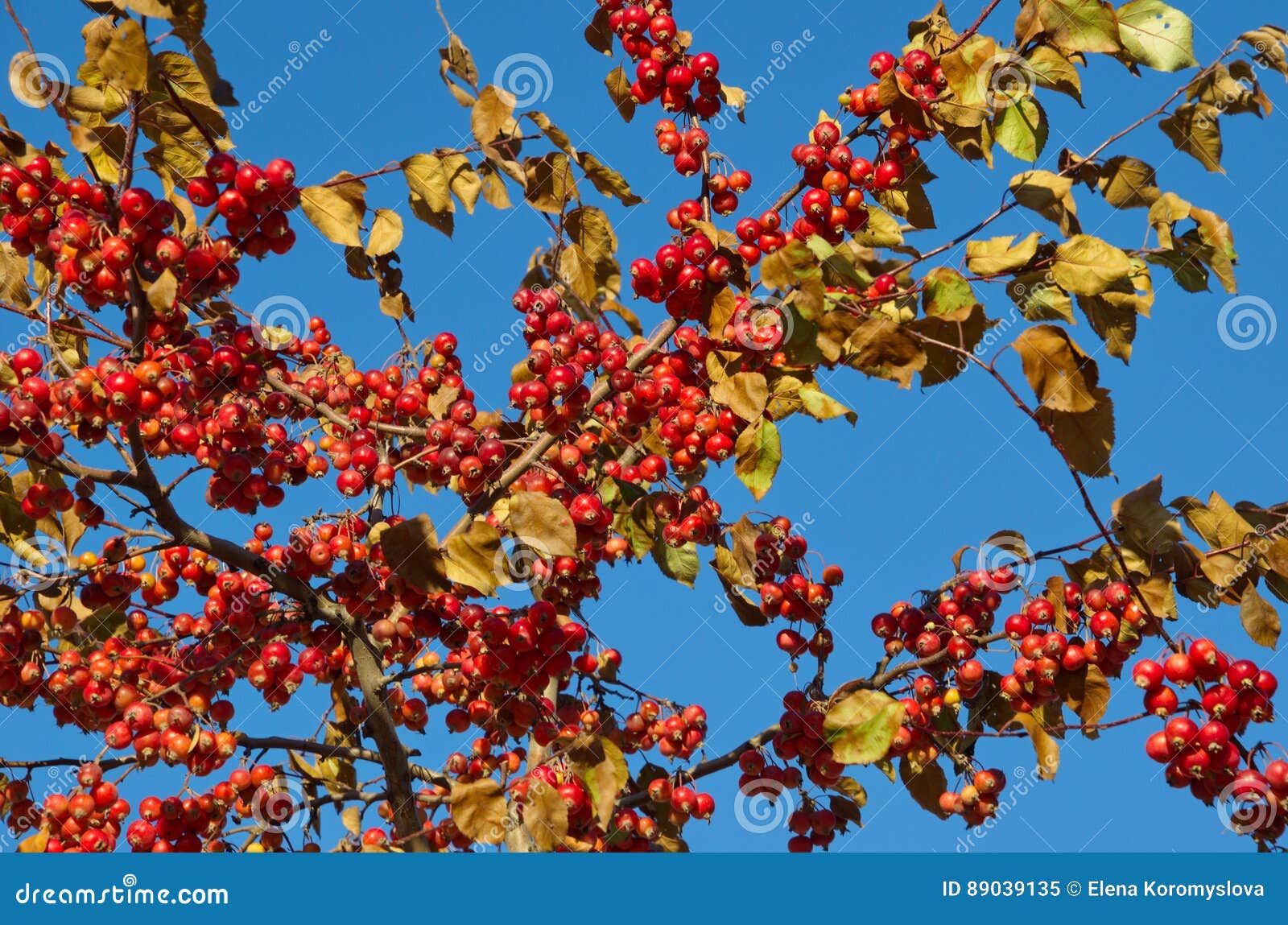 Decorative Apple Tree on Blue Sky Background Stock Image - Image of ...