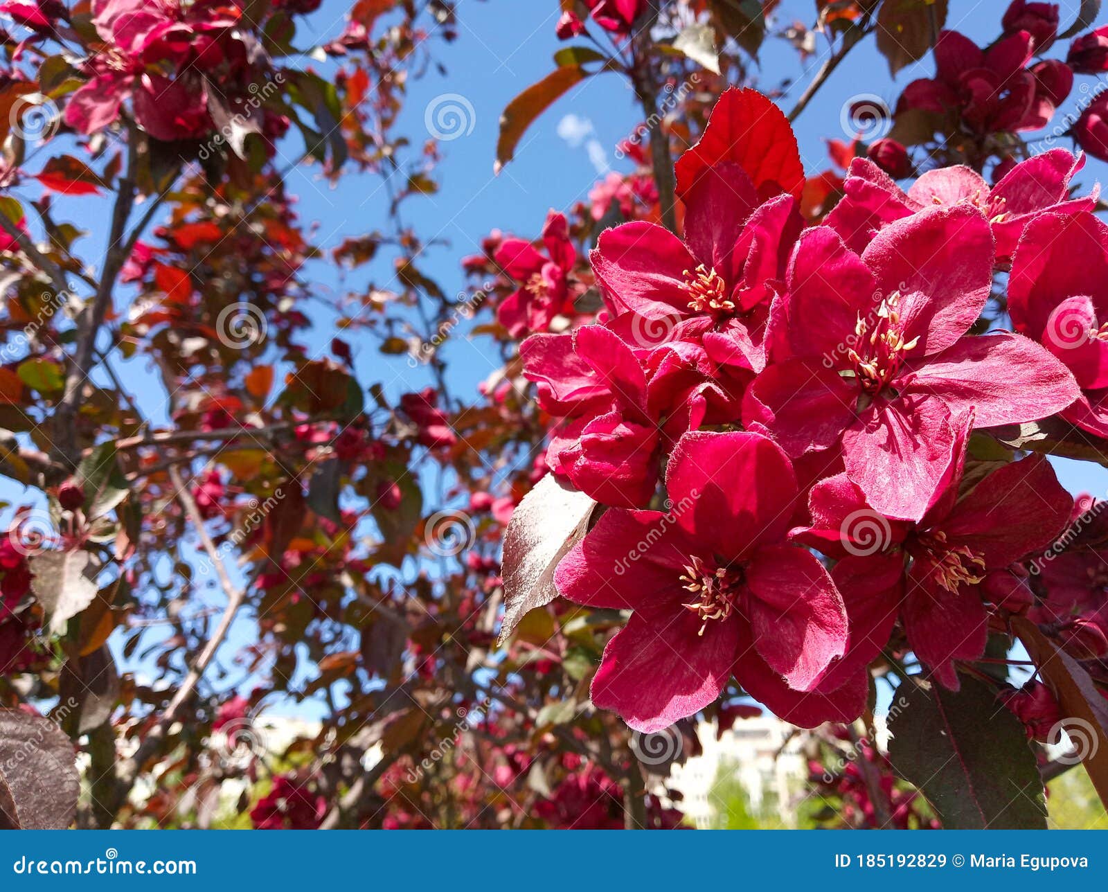 Decorative Apple Tree stock image. Image of leaf, freshness - 185192829