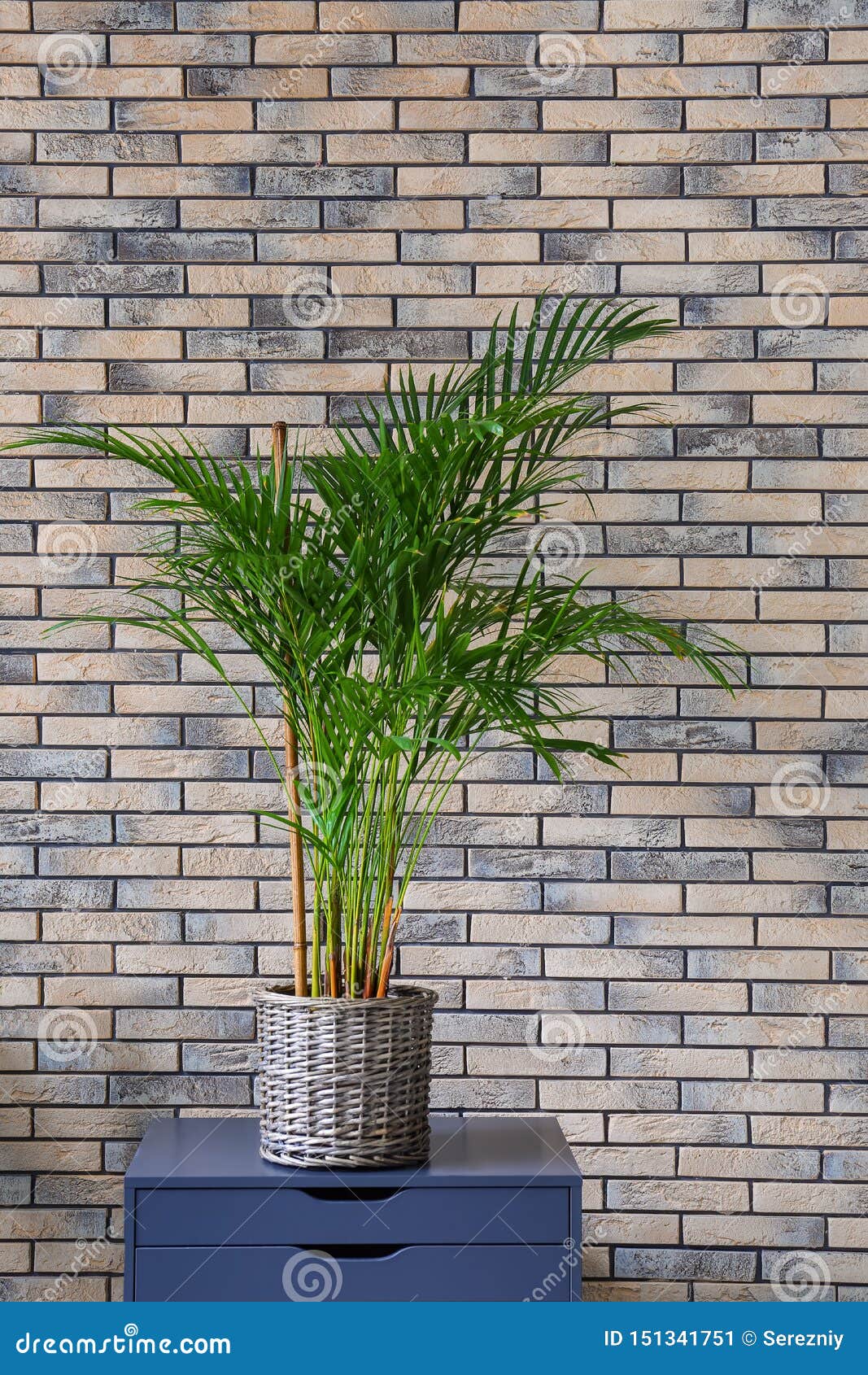Decorative Areca Palm on Commode Near Brick Wall Stock Image - Image of ...