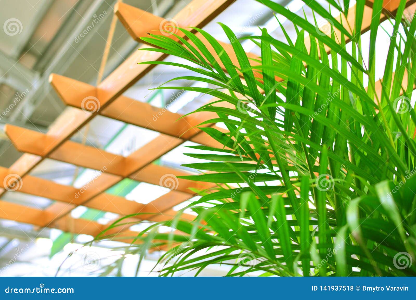 Decorative Areca Palm Tree in Office Interior. Stock Photo - Image of ...