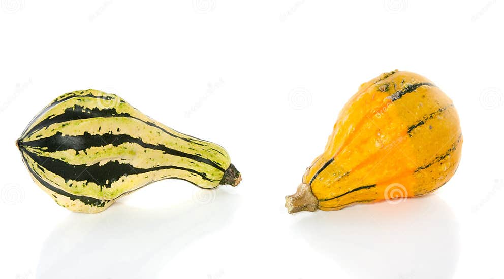 Decorative autumn squashes stock photo. Image of fall - 17145082