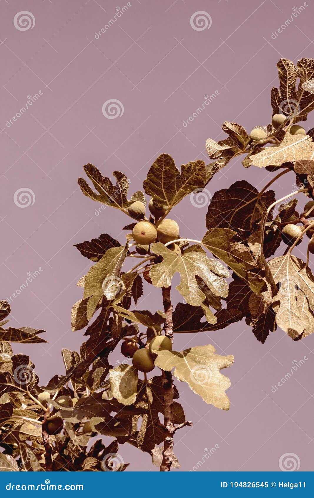 Decorative Background with Branch of Fig Tree with Leaves and Fruits ...
