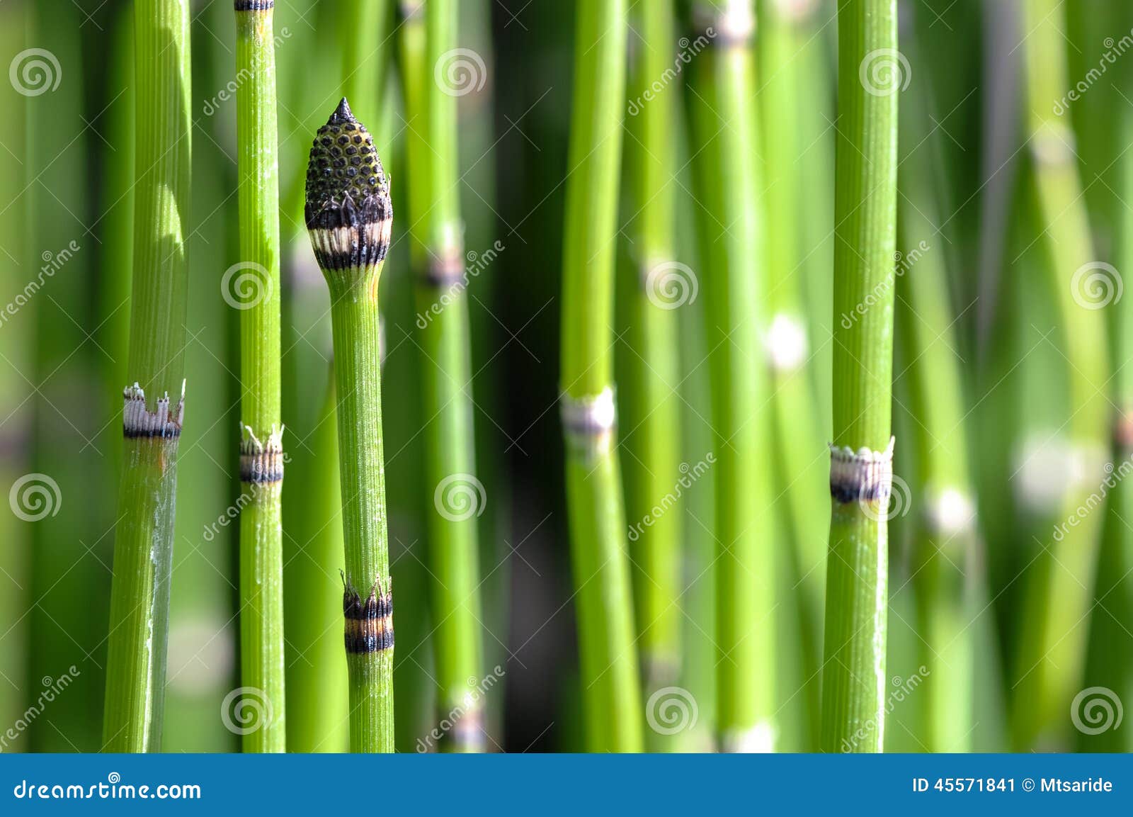 Decorative Bambo Hedge stock image. Image of bambo, garden - 45571841