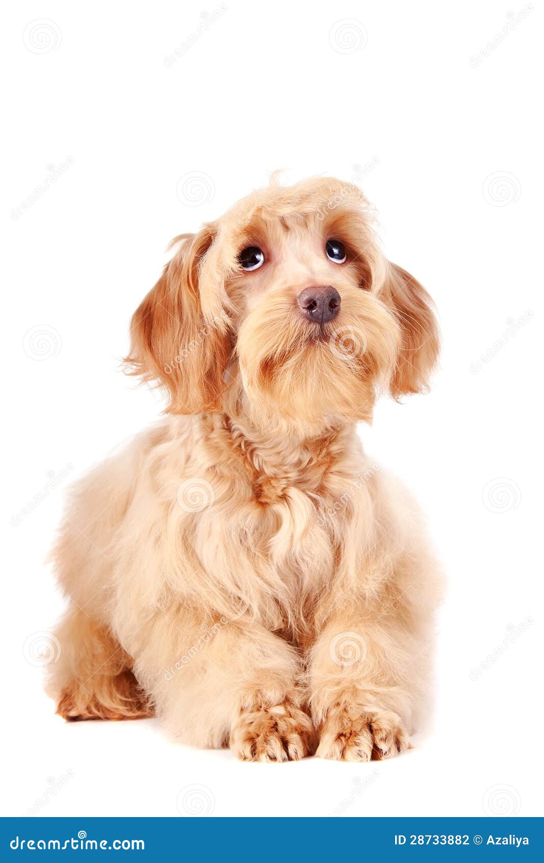 Decorative beige dog stock photo. Image of animal, adorable - 28733882