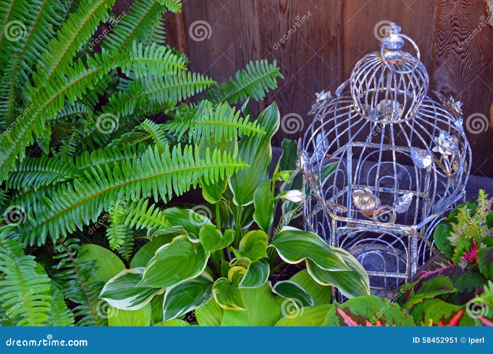 Decorative Bird Cage in Green Garden Stock Image - Image of summer ...