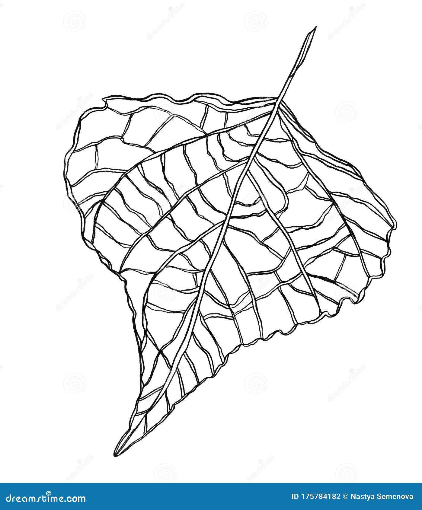 Decorative Black Leaf Ink Hand Drawing Illustration from Poplar Tree ...