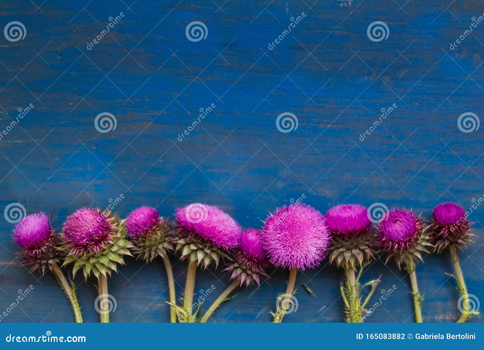 Decorative Border with Thistle Flowers on Blue Rustic Wood Stock Photo ...