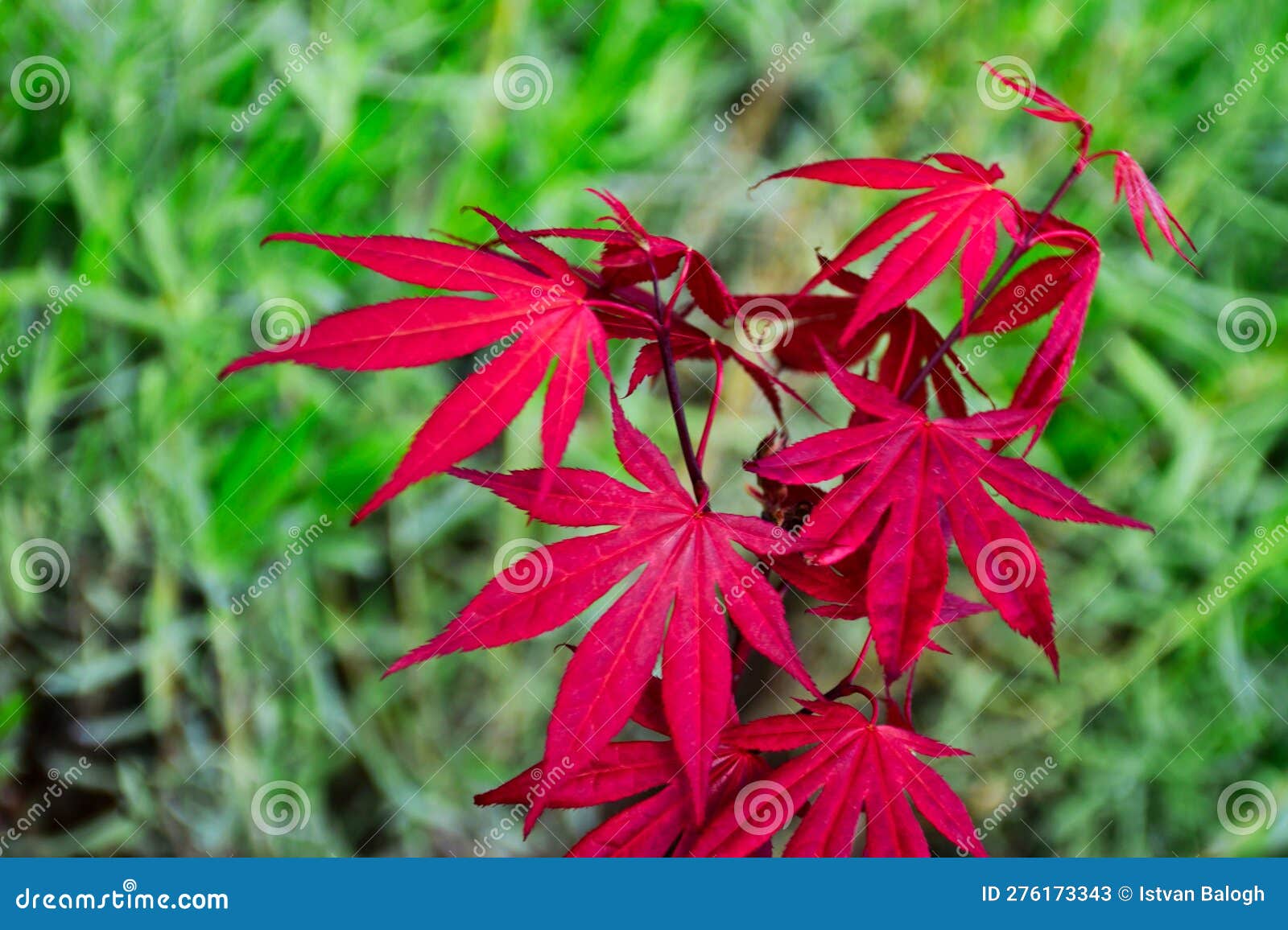 Decorative Bright Red Maple Leaf Type Foliage with Blurred Green ...