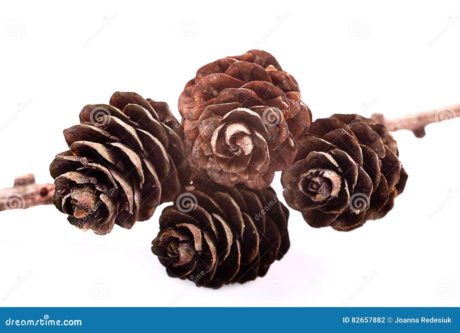Decorative Brown Twig with Cone Stock Photo - Image of decorative ...