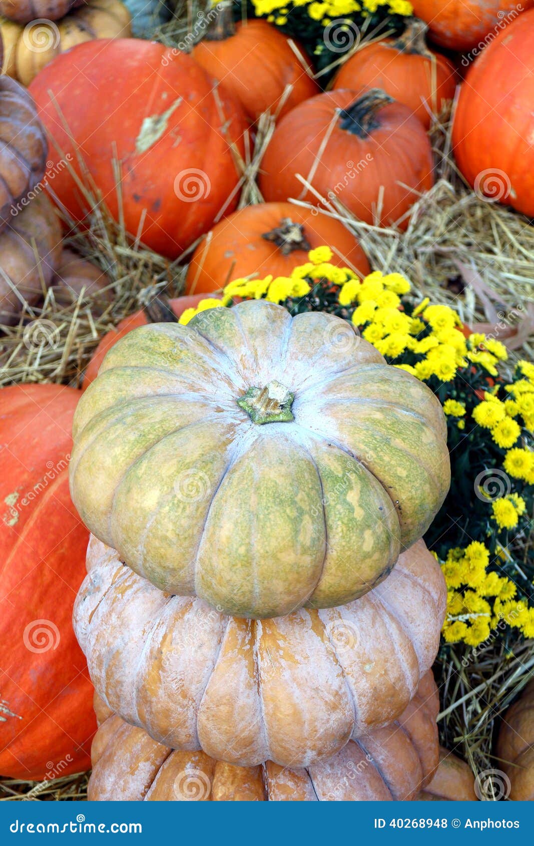 Decorative Bumpy Gourd for Fall Season Stock Photo - Image of market ...
