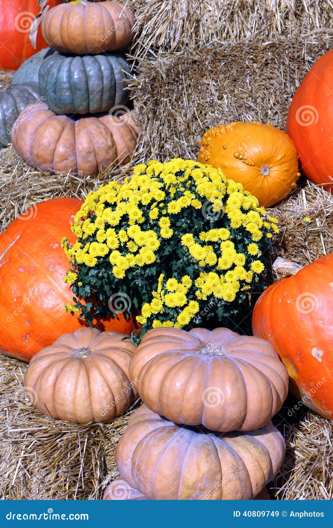 Decorative Bumpy Gourd for Fall Season Stock Image - Image of stack ...