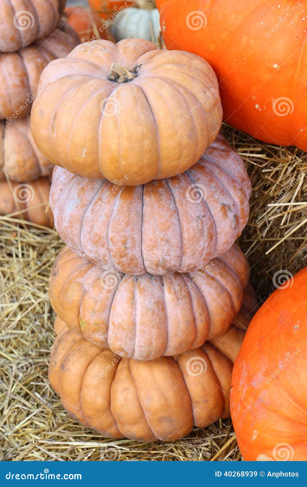 Decorative bumpy gourd stock image. Image of yellow, seasonal - 40268939
