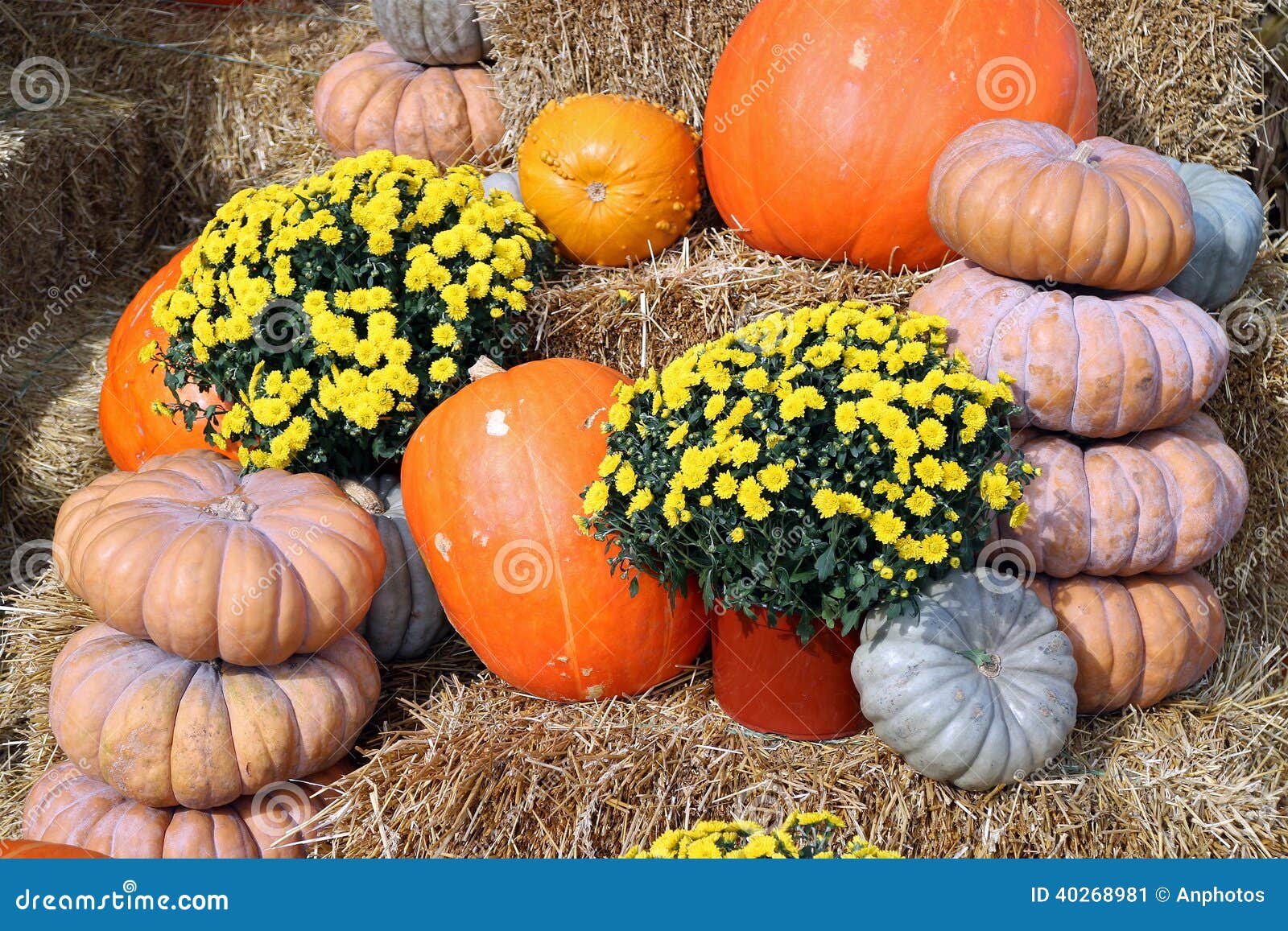 Decorative bumpy gourd stock image. Image of market, bunch - 40268981