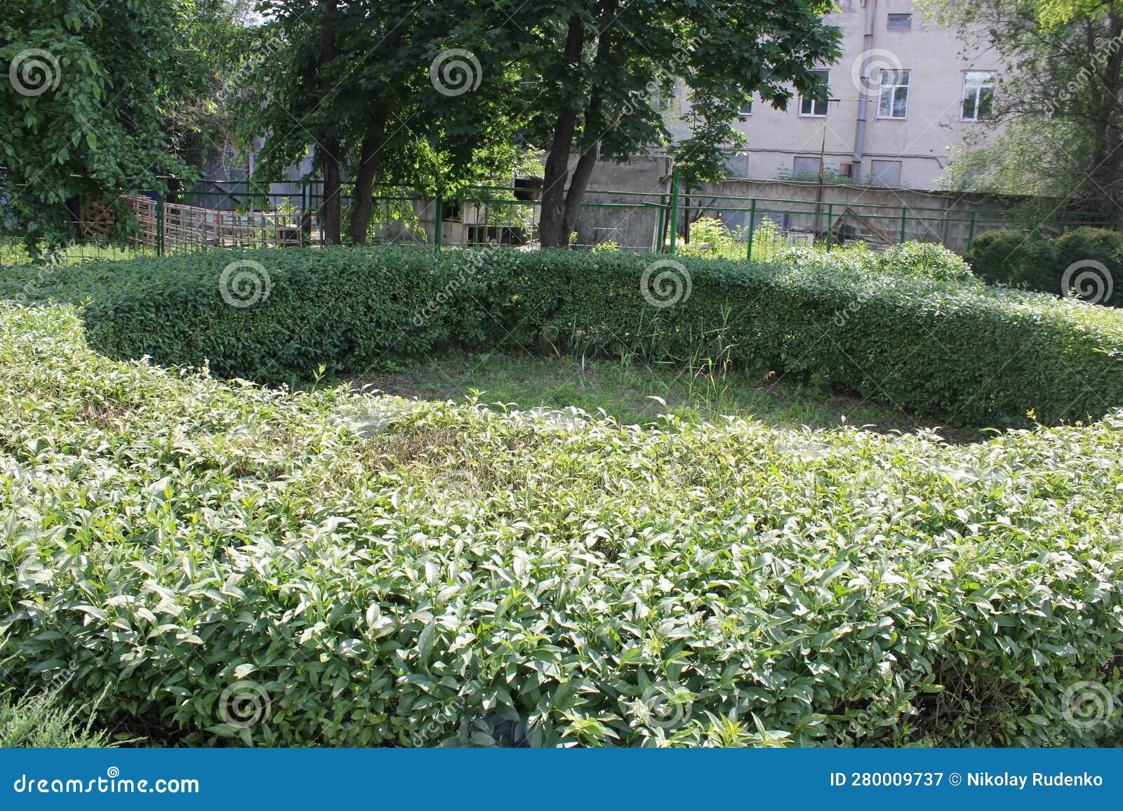Decorative Bush in Shape of a Circle Stock Image - Image of june ...