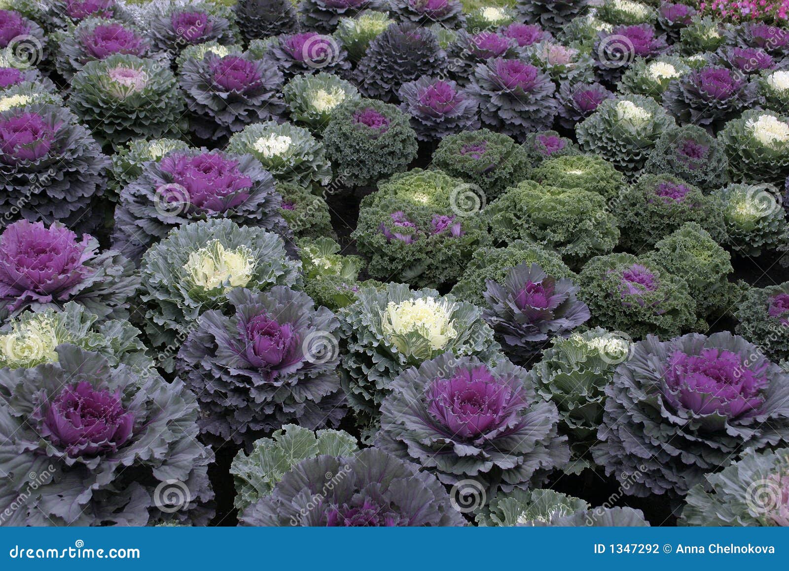Decorative cabbage. stock photo. Image of purple, flowers - 1347292