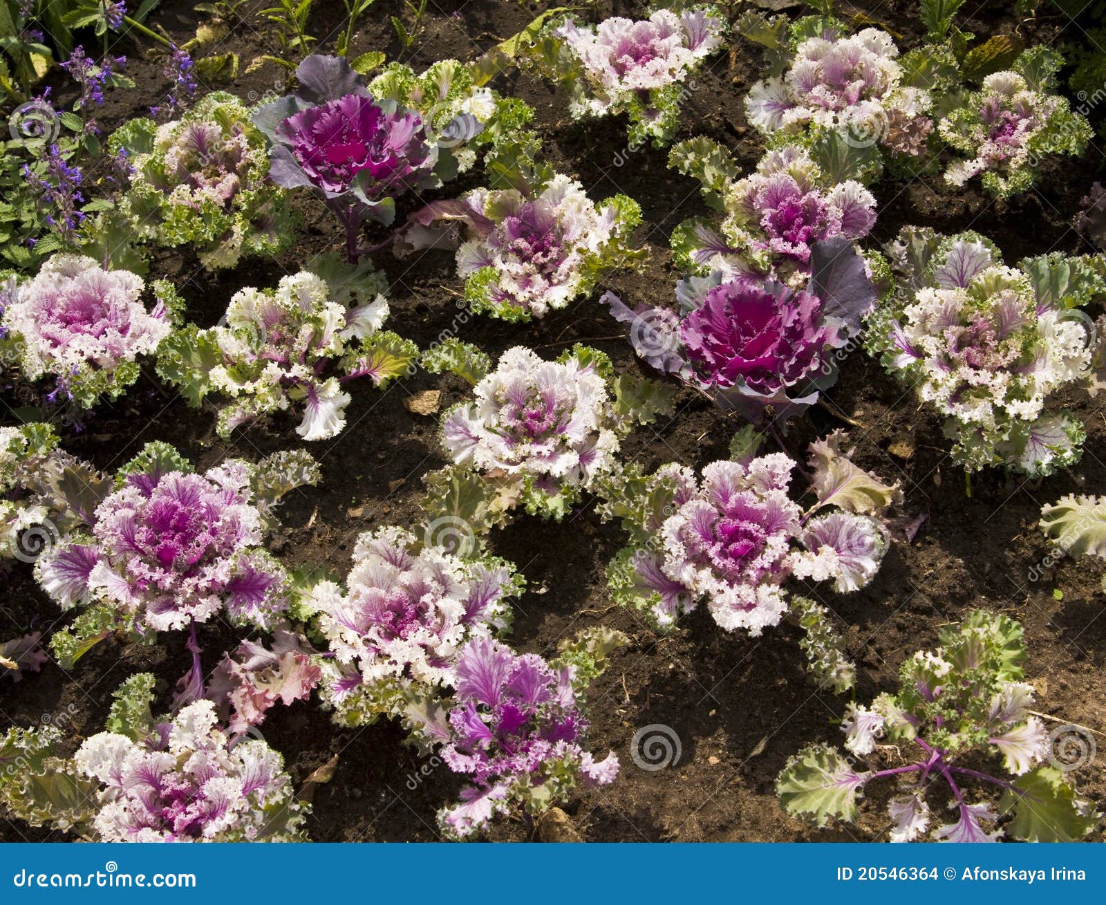 Decorative cabbage stock photo. Image of gardening, vegetable - 20546364