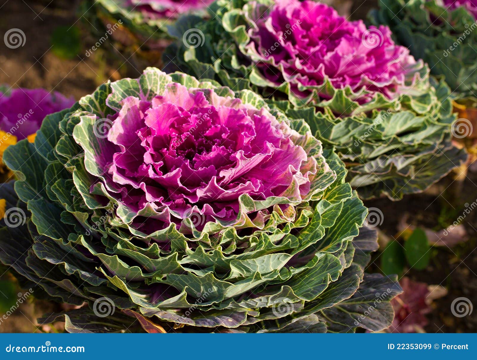 Decorative cabbage stock image. Image of decorative, food - 22353099