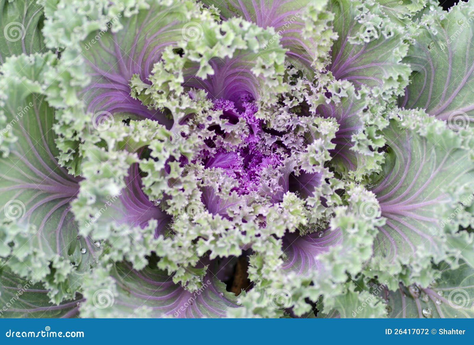 Decorative cabbage stock photo. Image of annuals, flower - 26417072