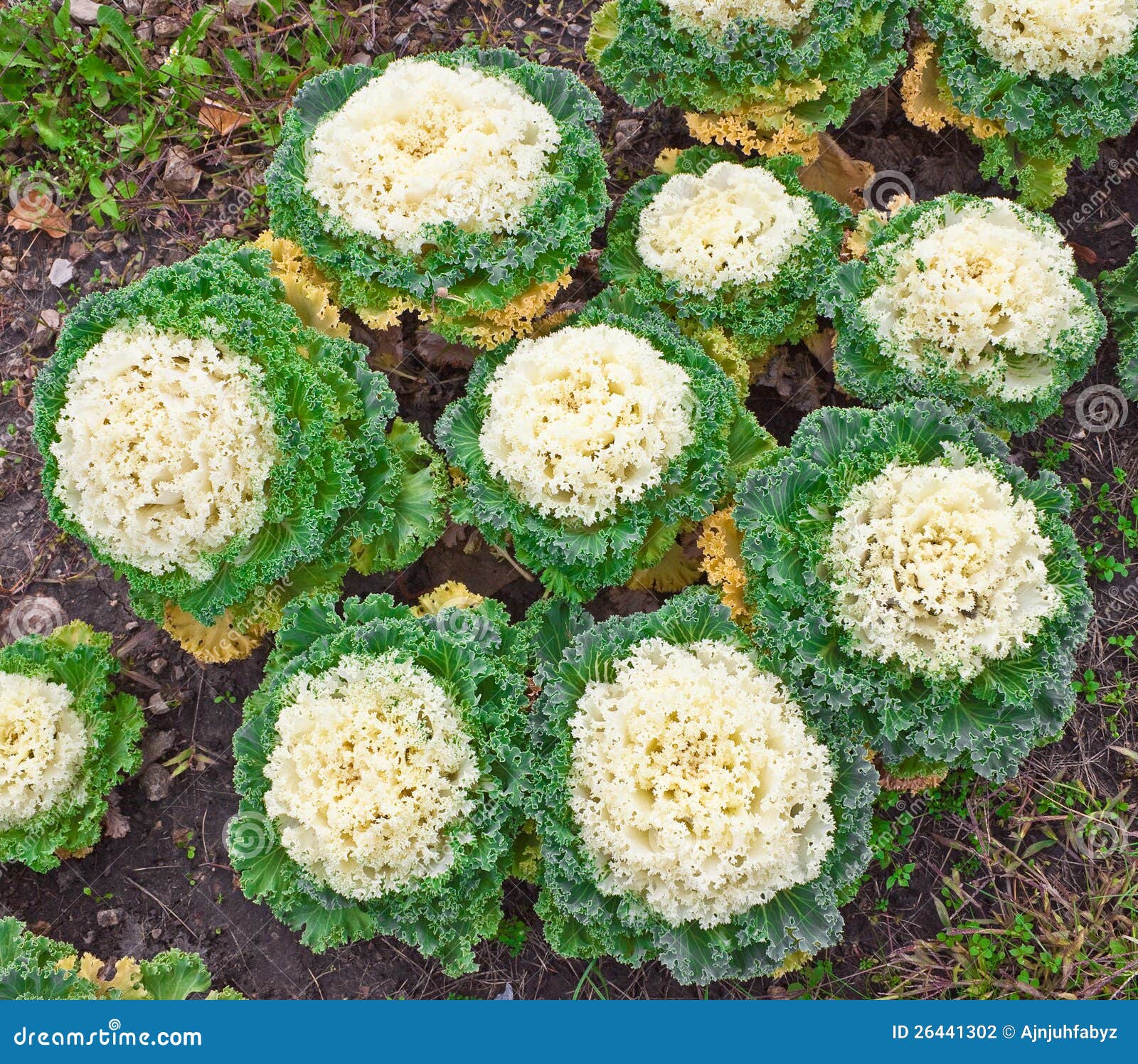 Decorative cabbage stock photo. Image of flowering, closeup - 26441302