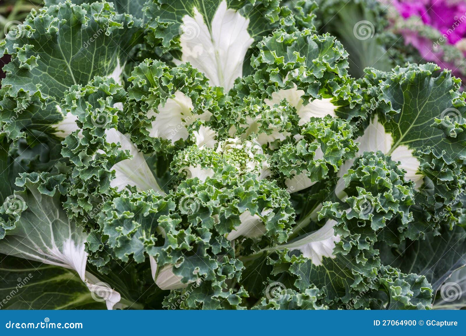 Decorative cabbage stock photo. Image of flower, decorative - 27064900