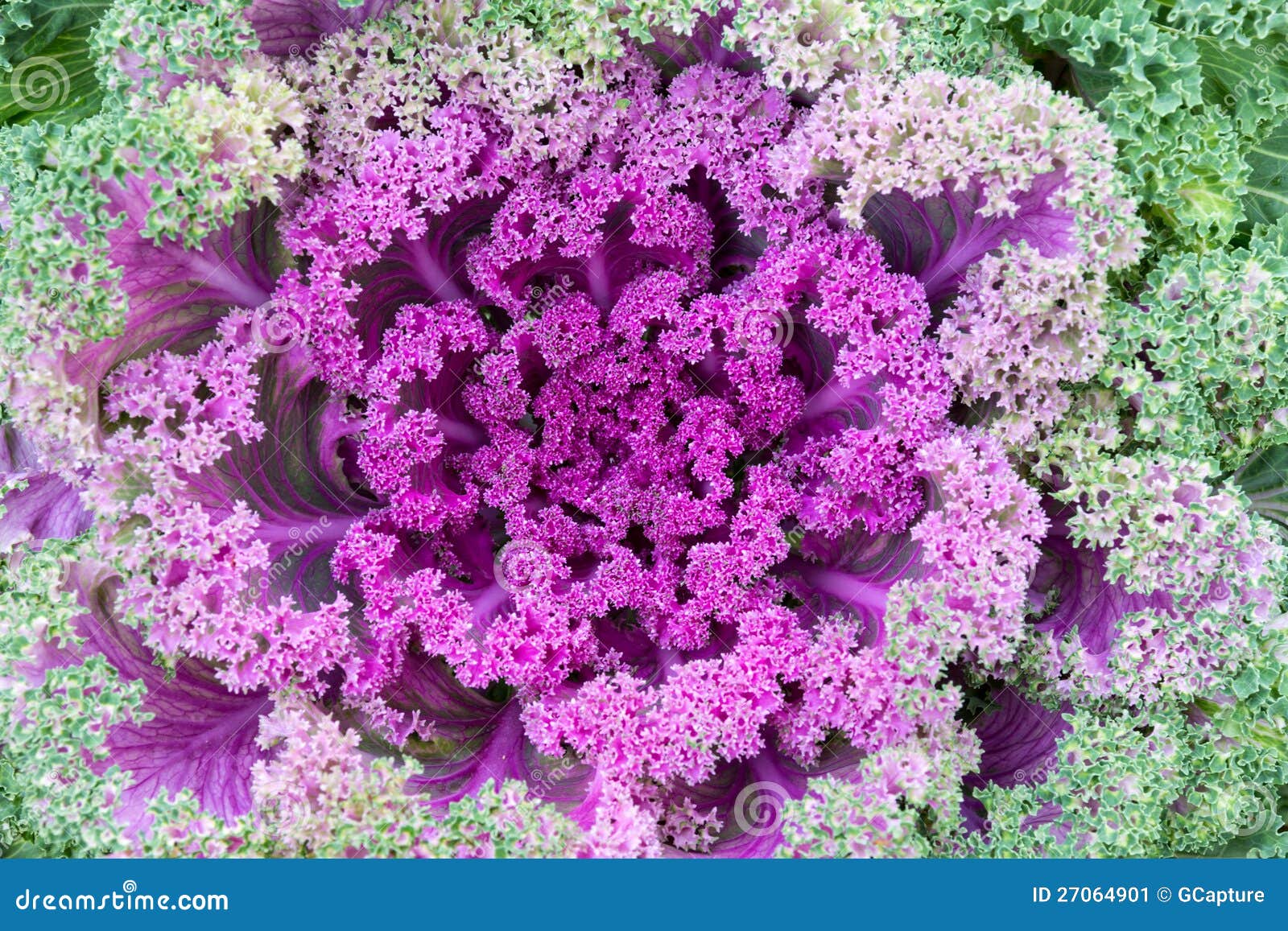 Decorative cabbage stock image. Image of cabbage, food - 27064901