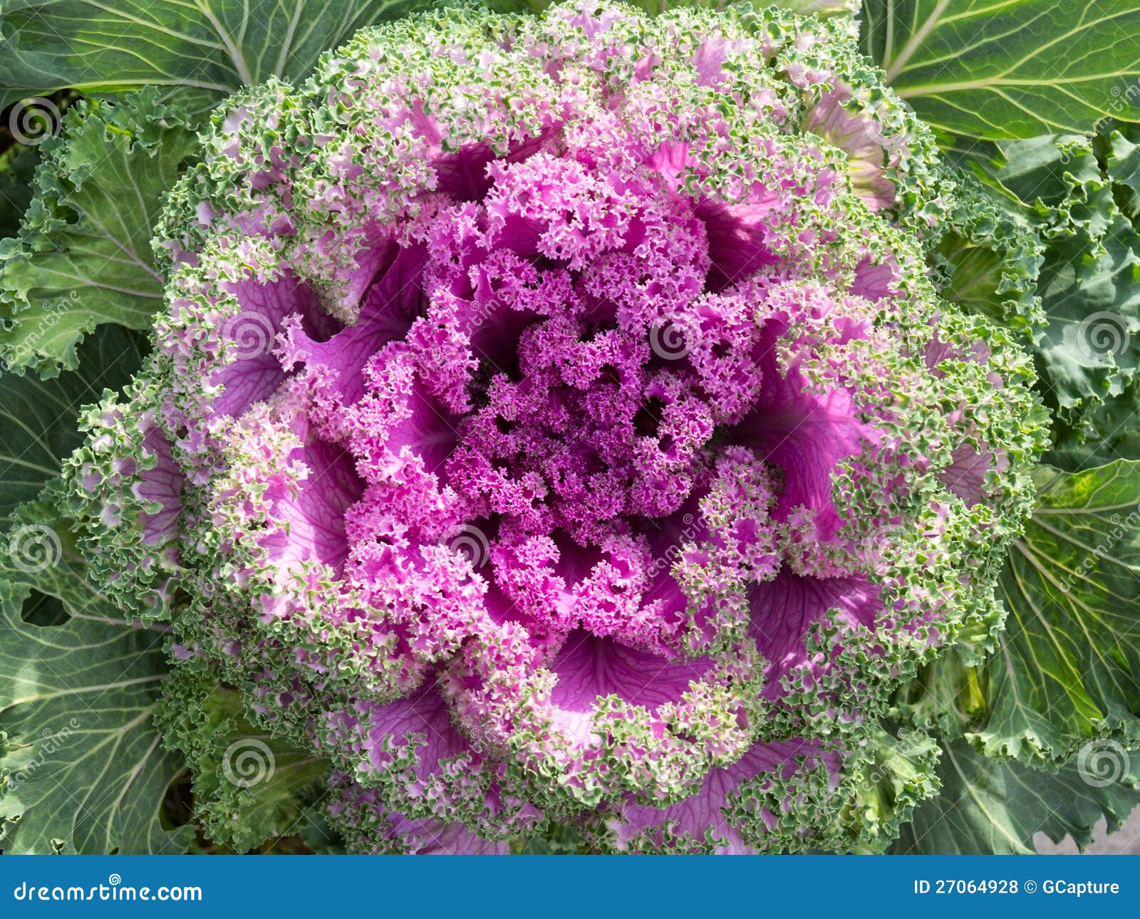 Decorative cabbage stock photo. Image of food, agriculture - 27064928
