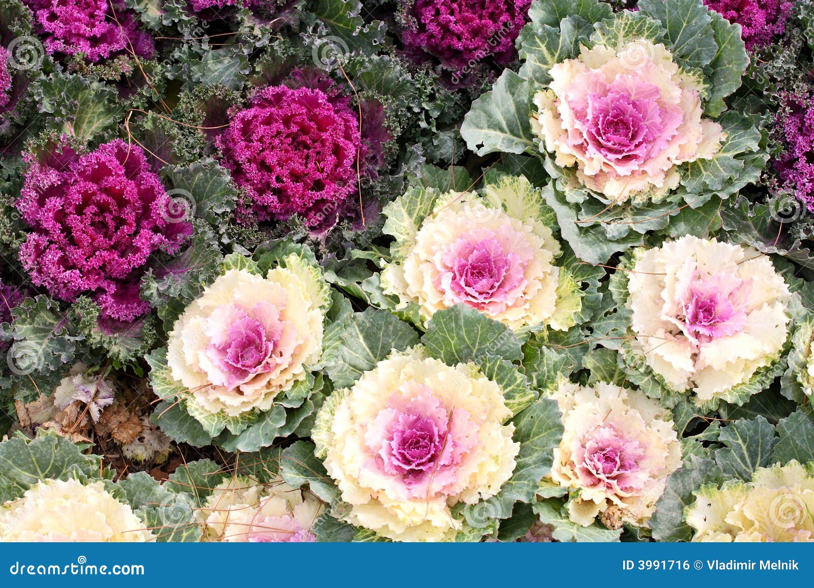Decorative Cabbage Border Stock Photography | CartoonDealer.com #3153260
