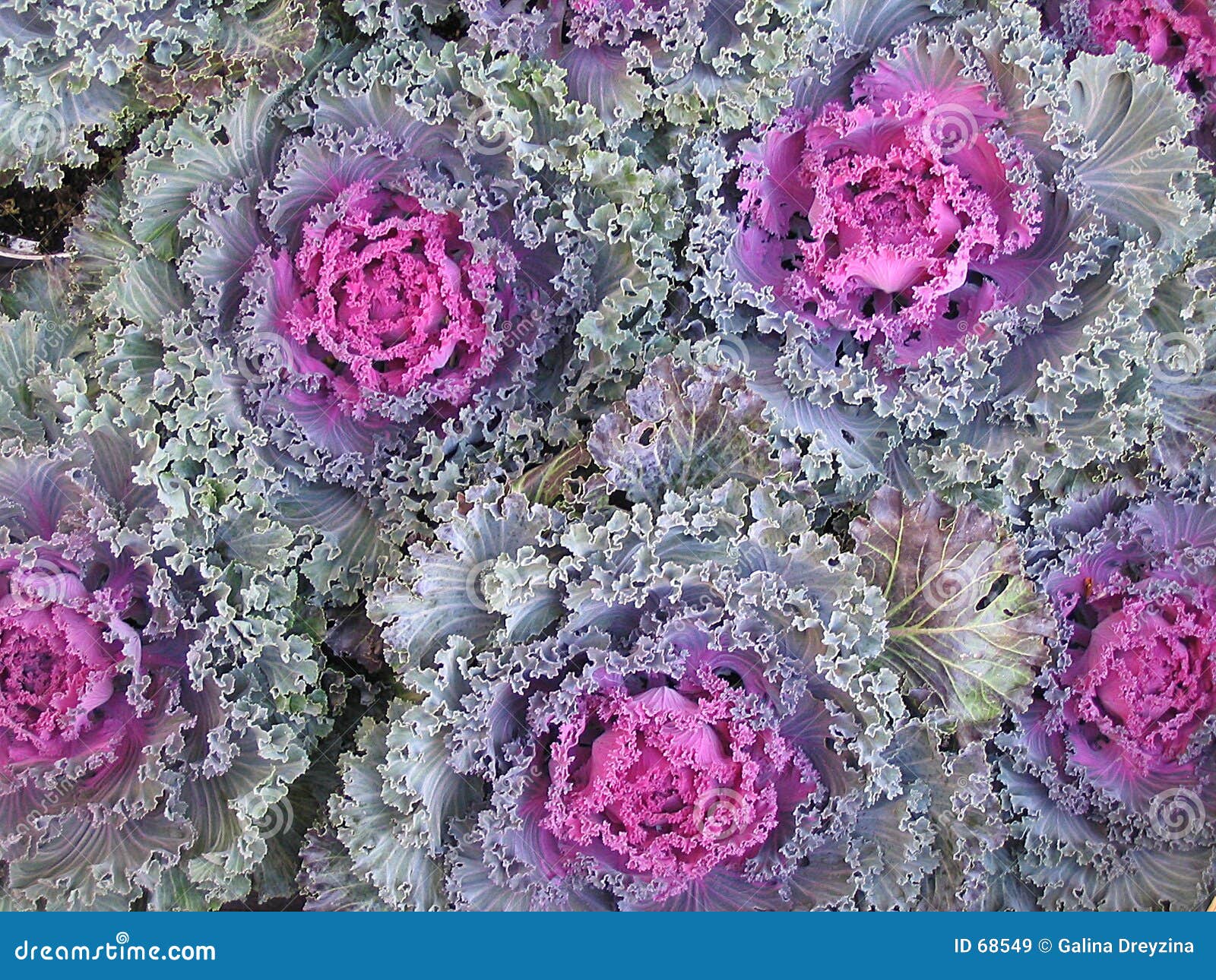 Decorative cabbage stock image. Image of decorative, market - 68549