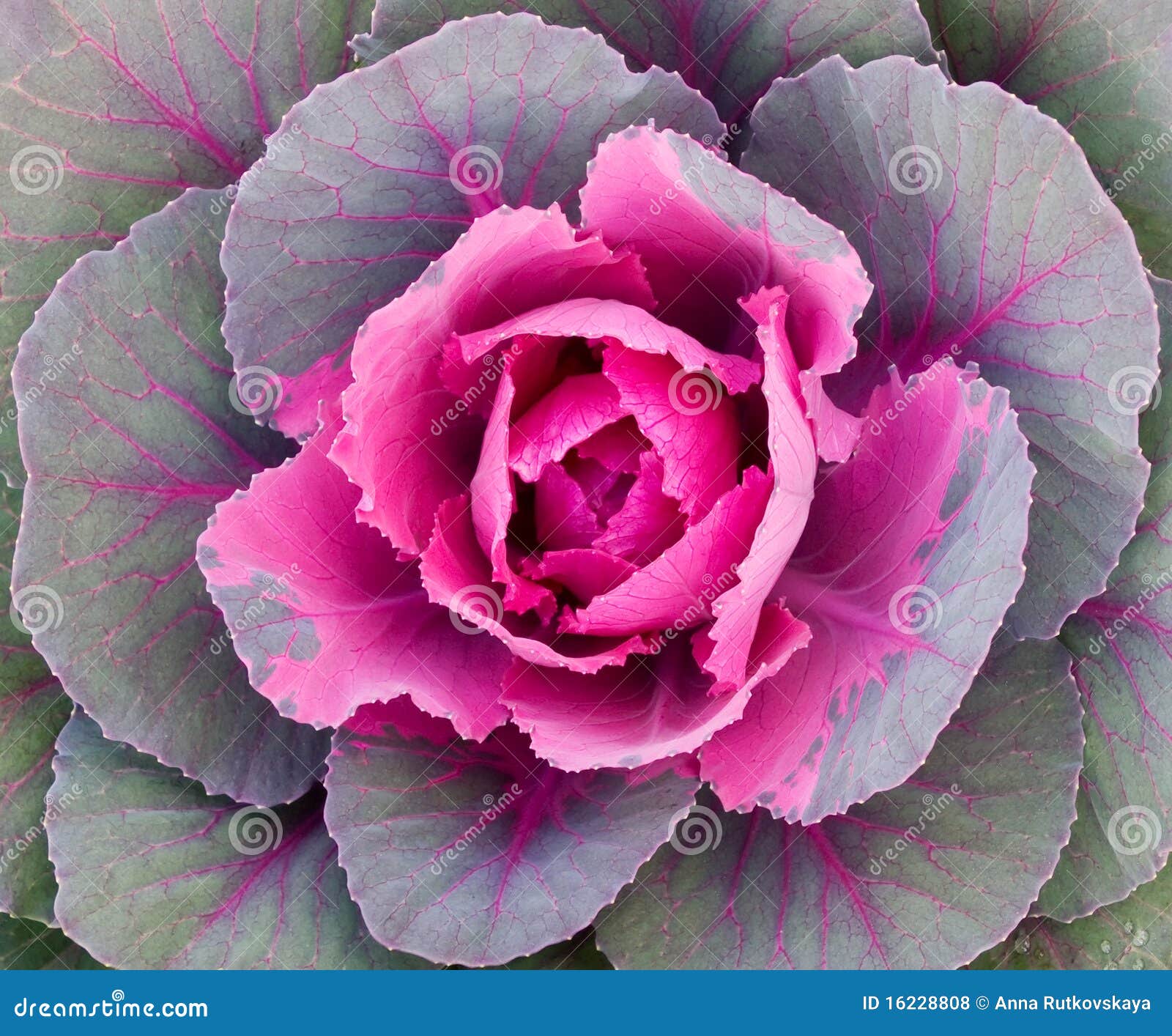 Decorative Cabbage Background Stock Photo - Image of design, pink: 16228808