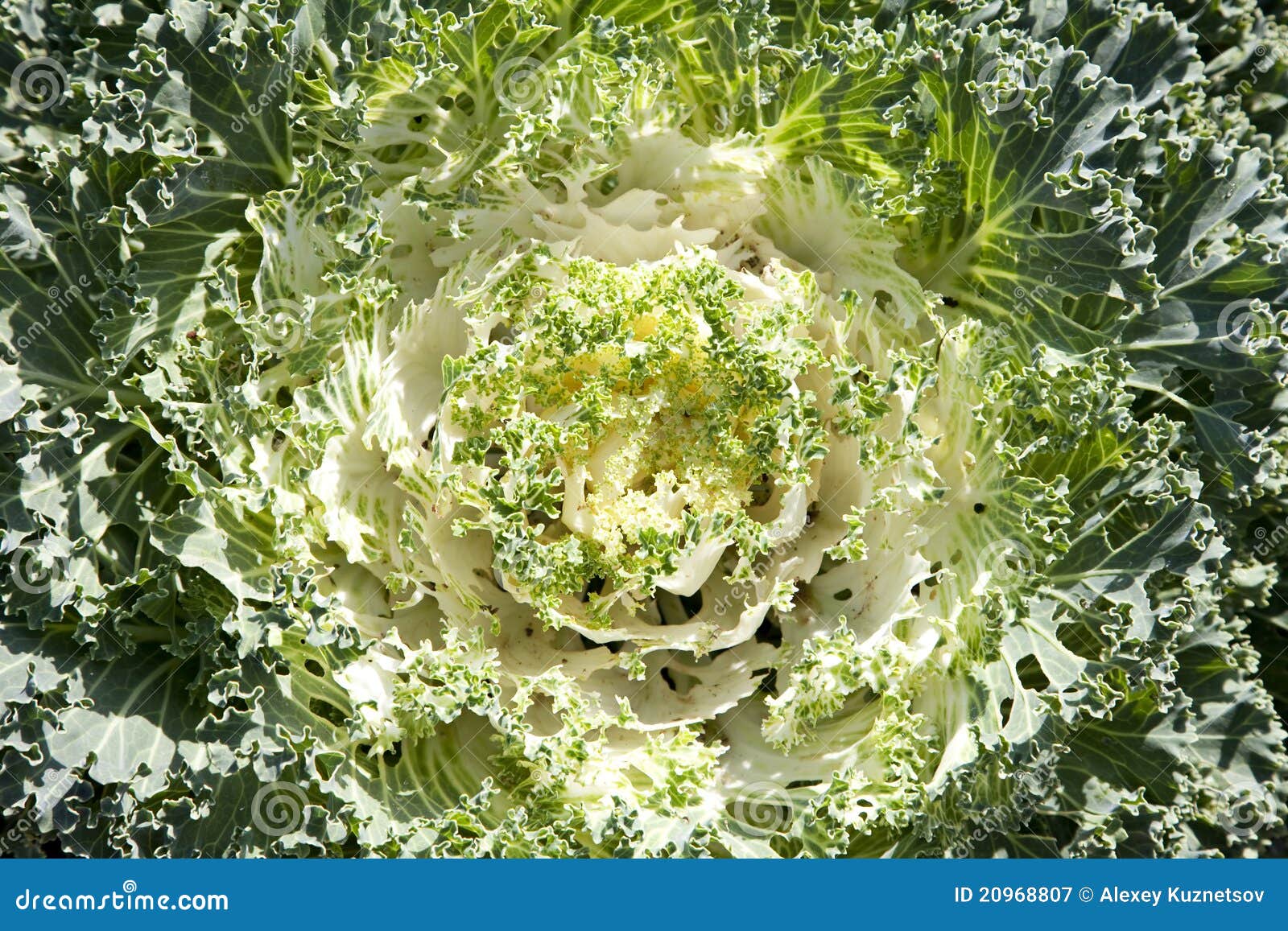 Decorative Cabbage Background Stock Image - Image of garden, close ...