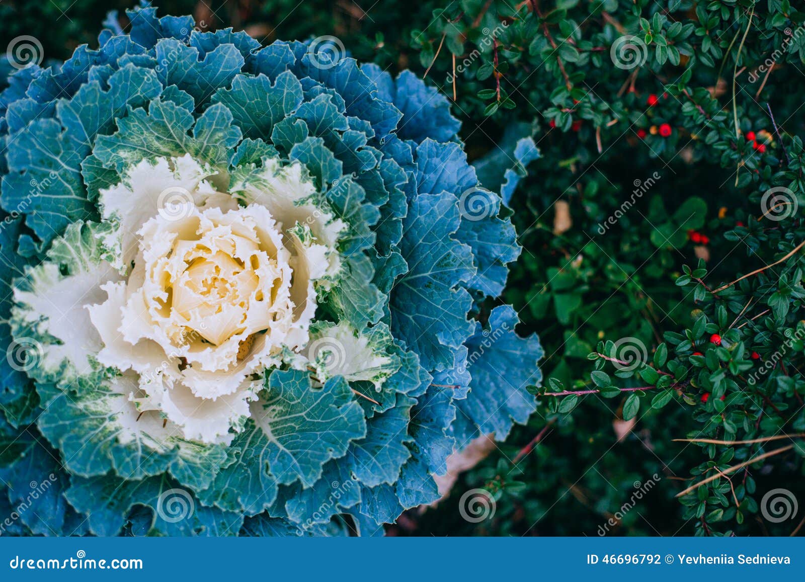 Decorative Cabbage Border Stock Photography | CartoonDealer.com #3153260