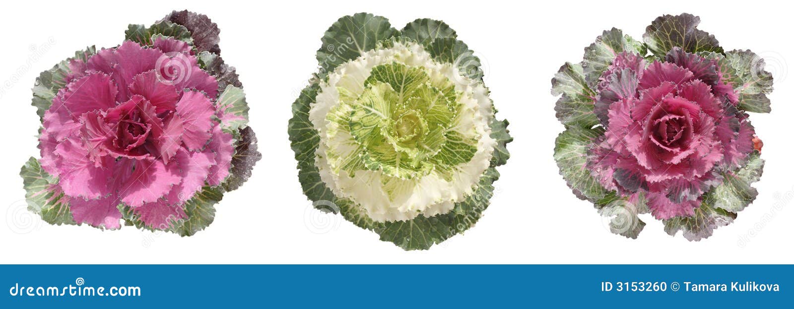 Decorative Cabbage Border Stock Photography | CartoonDealer.com #3153260