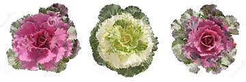 Decorative cabbage border stock photo. Image of border - 3153260