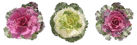 Decorative cabbage border stock photo. Image of border - 3153260